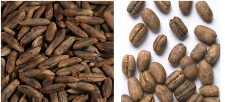 IIT Guwahati Developed Biofuel from Non-edible Waste Seeds - Delhi Post