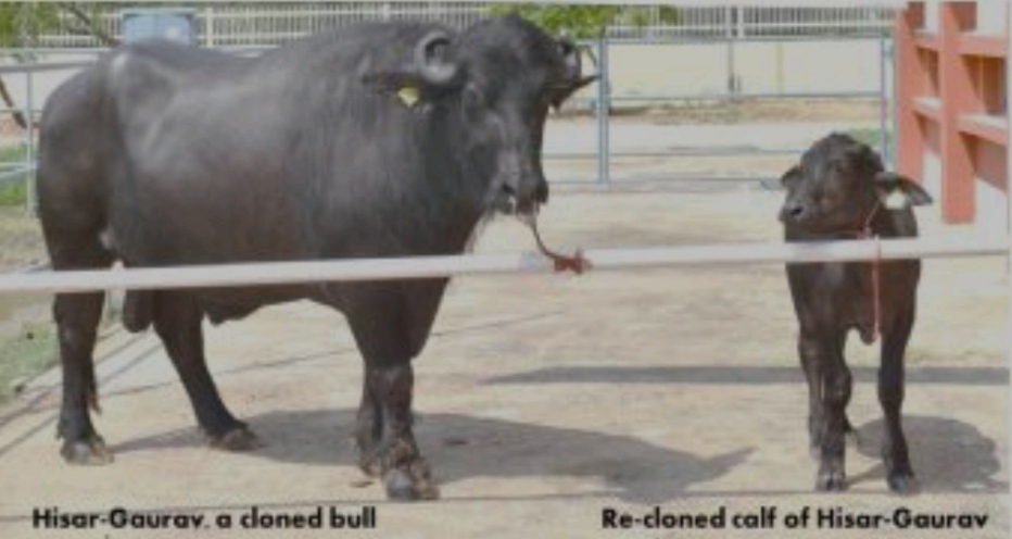 Semen and Fertility Profiles of Cloned Bulls Normal, May Boost Milk ...