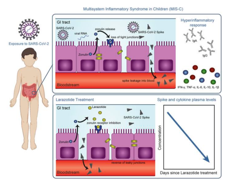 Researchers Uncover Mechanisms Related to Multisystem Inflammatory ...