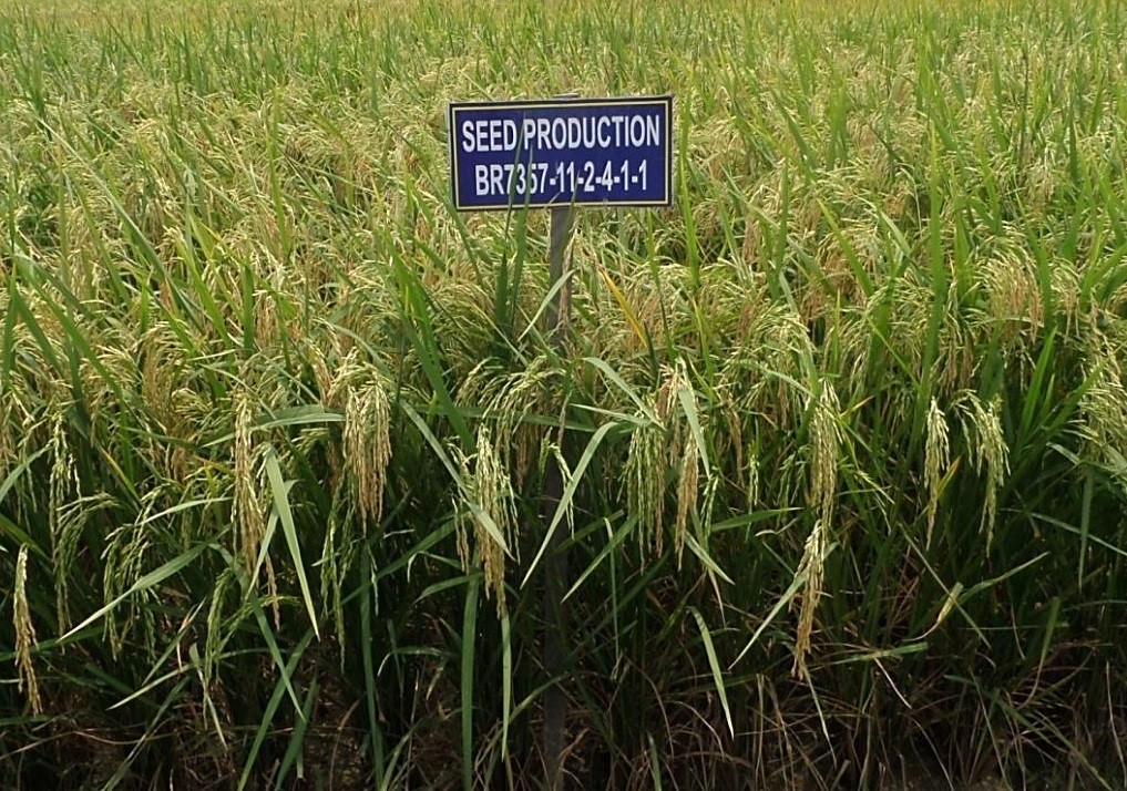 Export Potential of Bangladeshi Aromatic Rice - Delhi Post